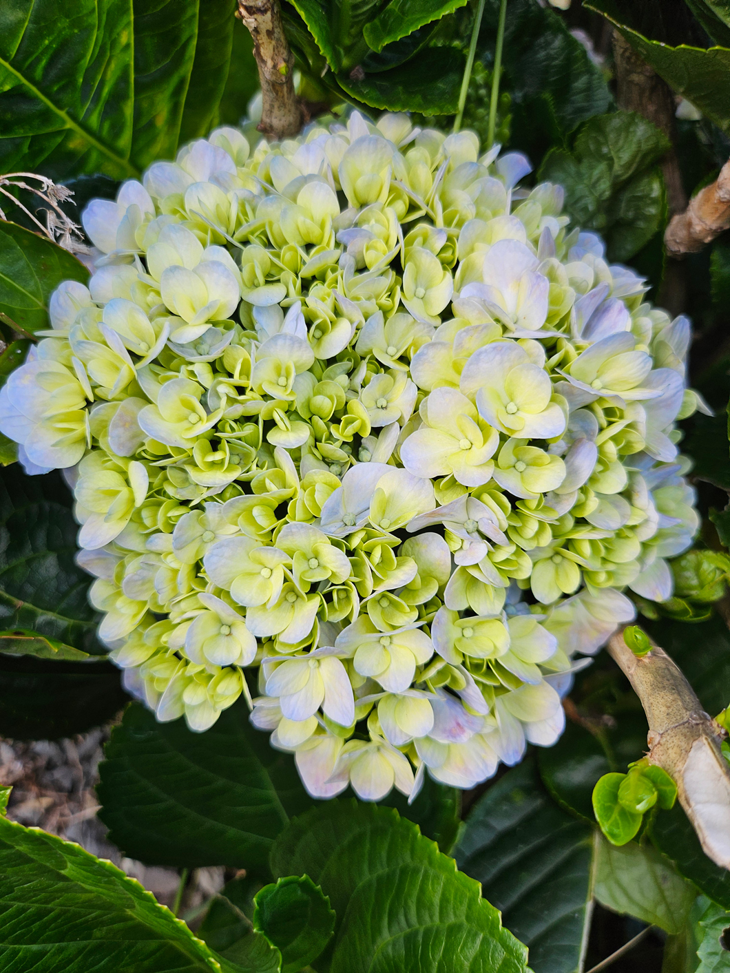 Photo of the Day: Hydrangea | News, Sports, Jobs - Maui News